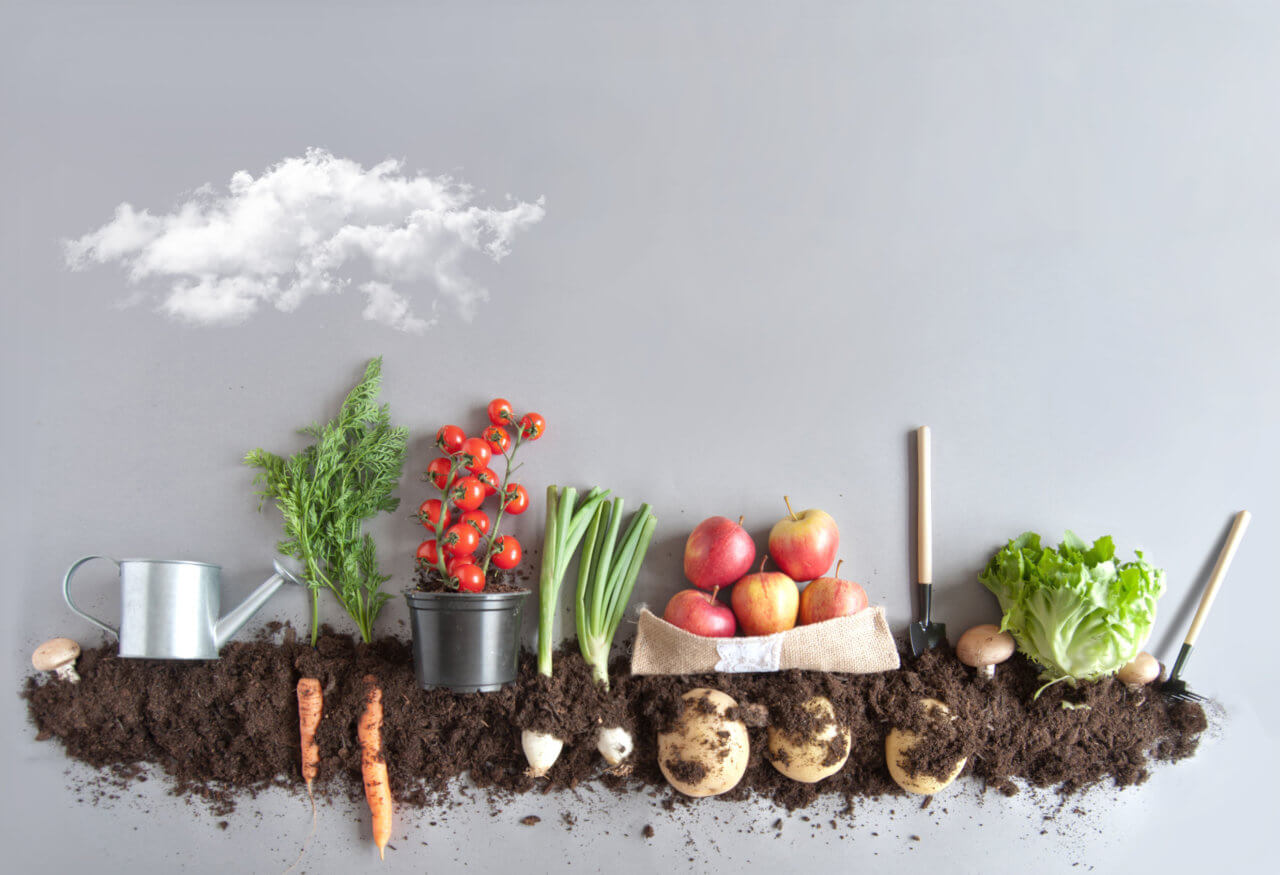 Calendrier des fruits et légumes de saison - Observatoire de la Santé
